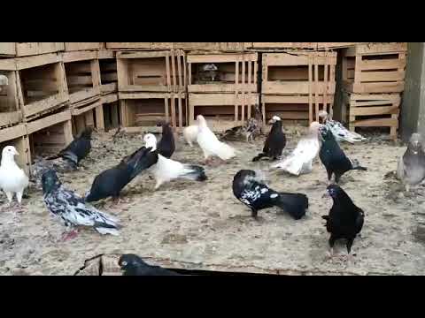 Romanidan Osmanin goyercinleri vatsap +90 541 716 66 90