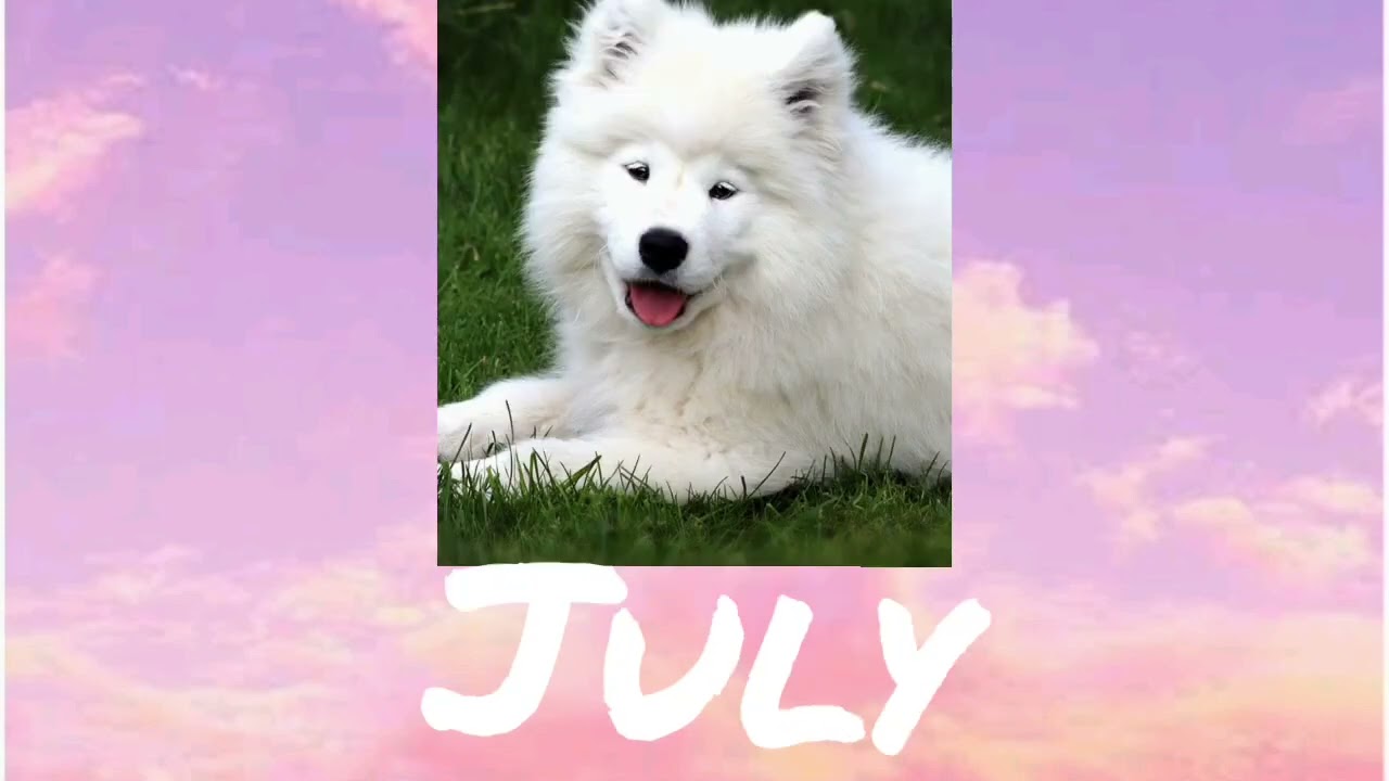 your birth month your furry friend - YouTube