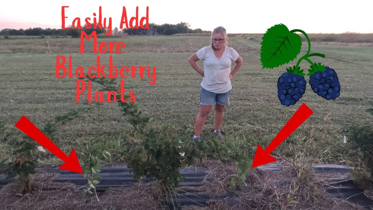 Tip Layering And Rooting Blackberry Plants #homestead #marketgardening ...