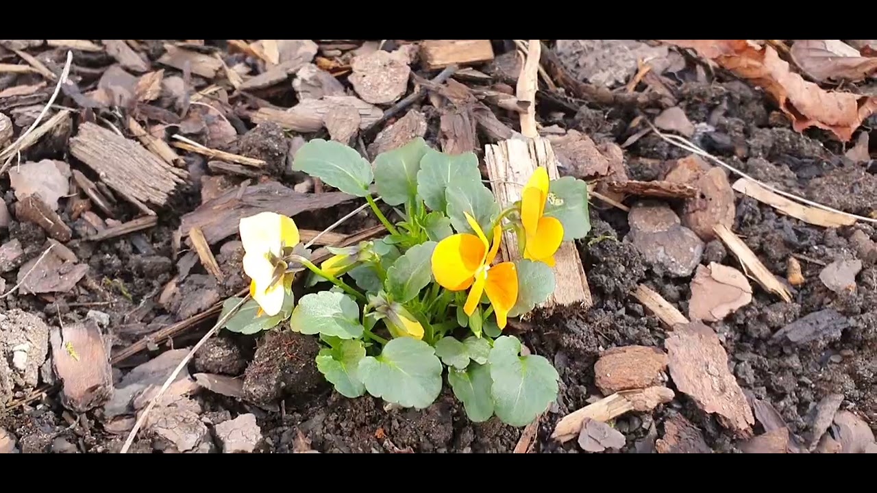 Spring is coming, update to my garden after long winter - YouTube