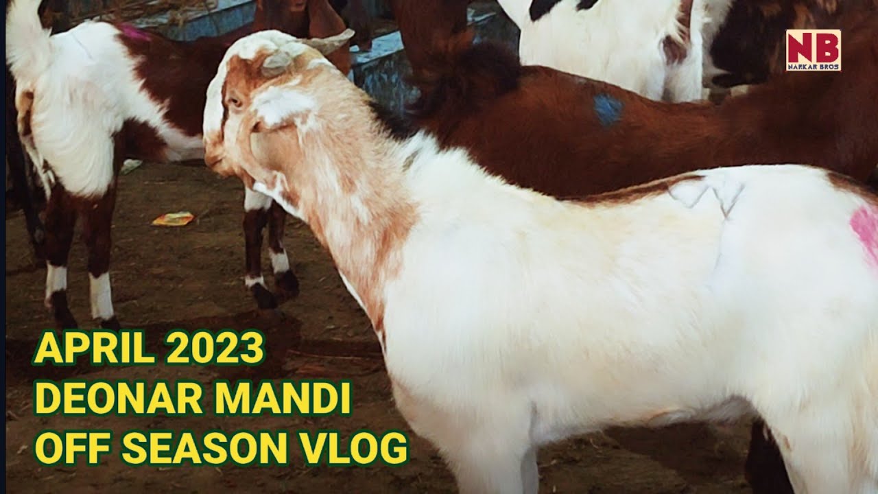 Deonar 2023 Off Season April 2023 | Update Vlog Part 1 - YouTube