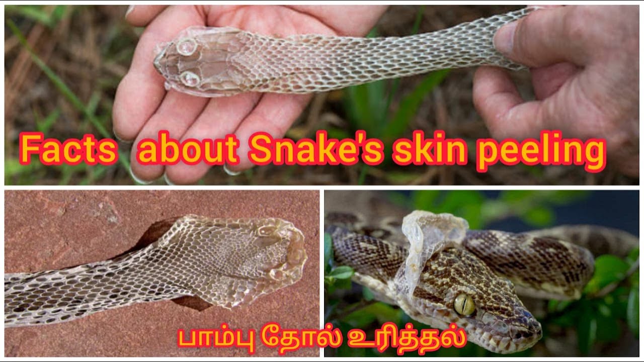 Facts about Snake's skin peeling with fun | பாம்பு தோல் உரித்தல் ...