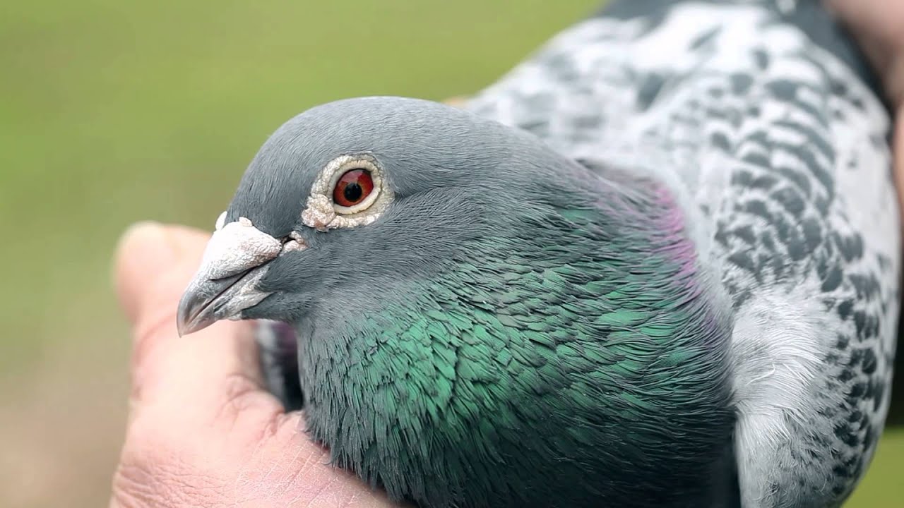 Promo Nico Pronk voor DreamPigeons - YouTube