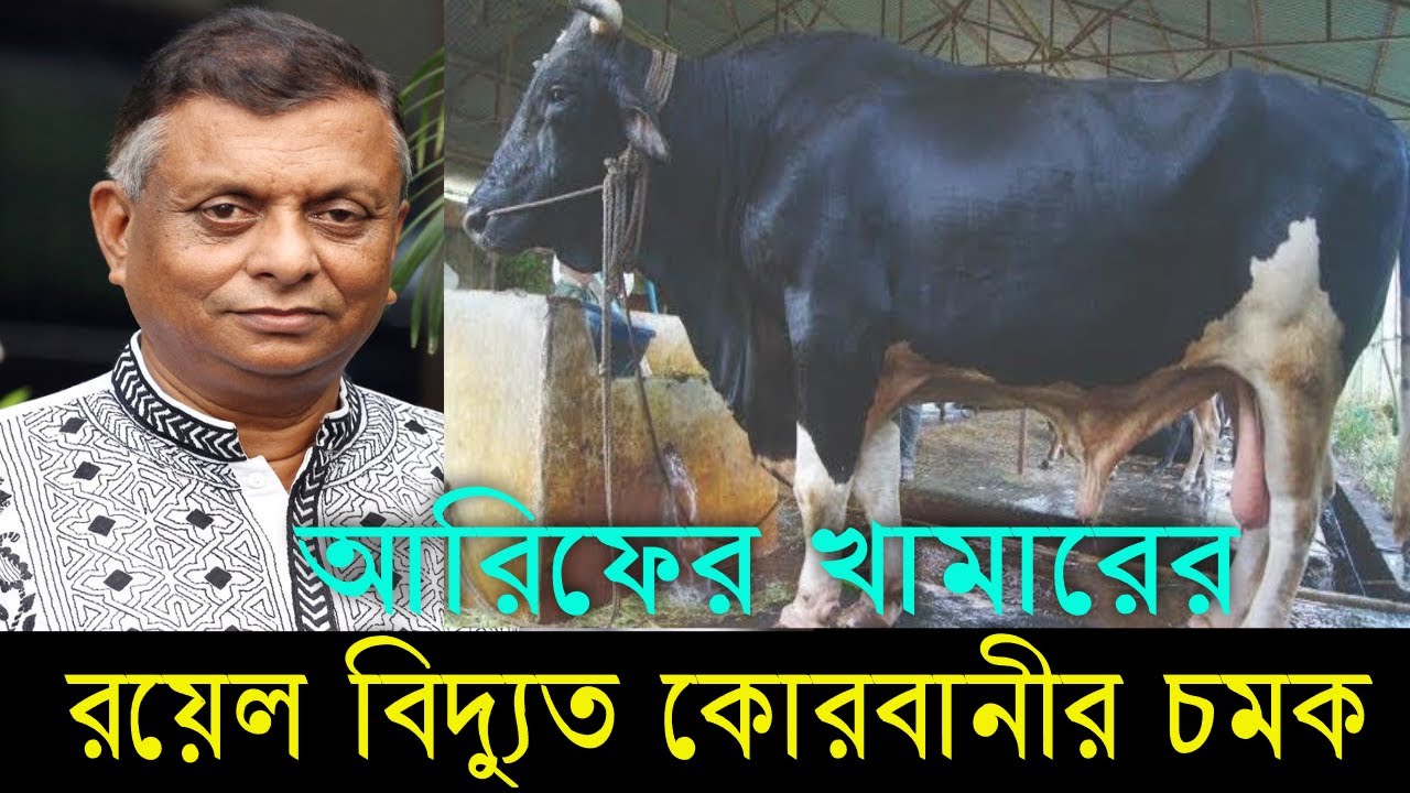 রয়েল বিদ্যুত সিলেটের সবচেয়ে বড় ষাঁড় | Surma Cattle Farm Sylhet ...