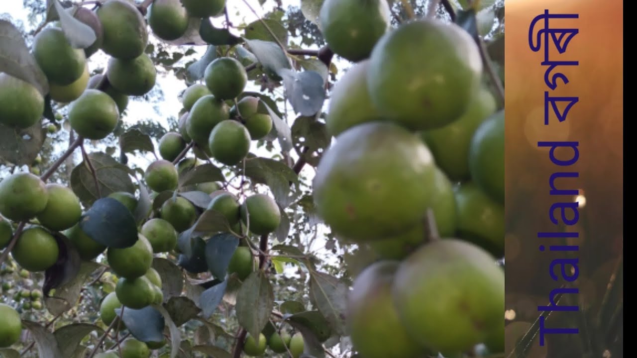Thailand Bogori in Assam - YouTube