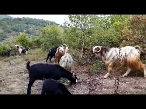 Beklenen büyük gün geldi🥰 TEKE LERİ kattık bu mesleyin en zevkli zamanı🥰🧿🧿maşallah 🧿🧿