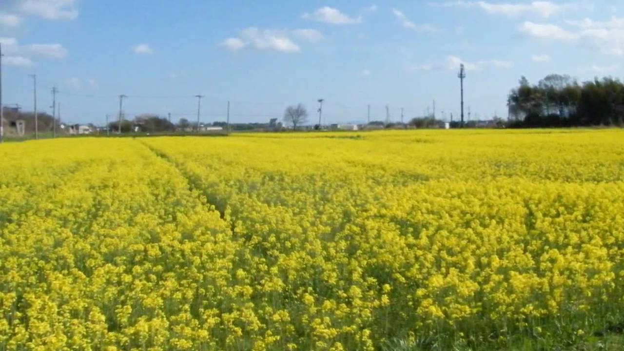 [HD] Rape Blossoms at Omi-Imazu area / 近江今津の菜の花畑 - YouTube