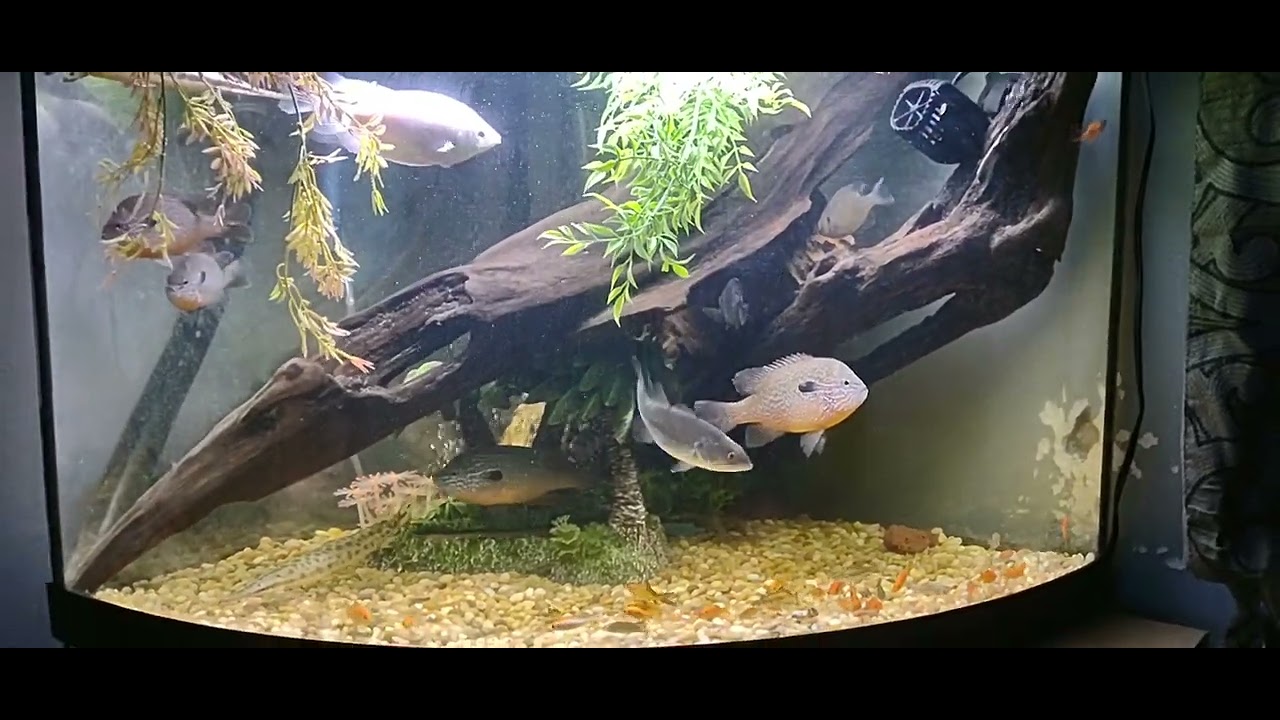 fish tank NEW!! - YouTube