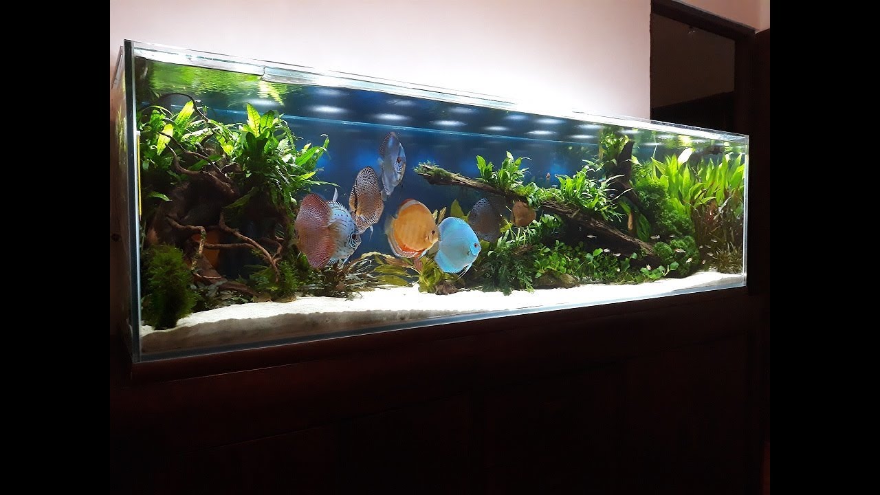 Paletki - Dyskowce 8 miesiąc w akwarium - update po 3 miesiącach - YouTube