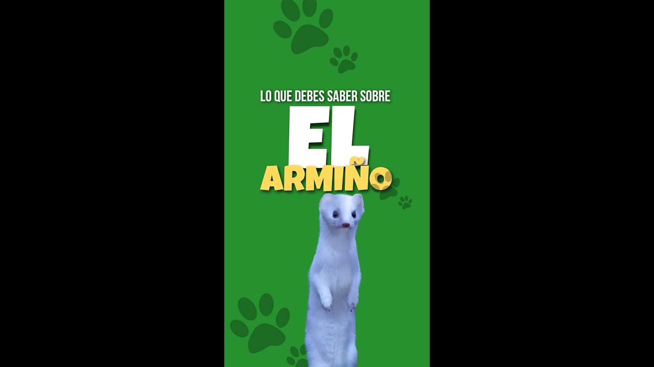 Lo que debes saber sobre el Armiño - YouTube
