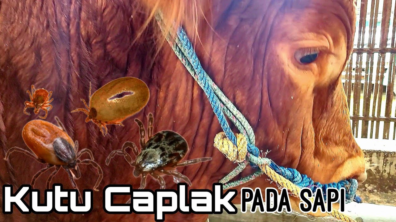 Tips Mengatasi Kutu Pada Sapi Ala Kandang Bsf 🔥🔥🔥 - YouTube