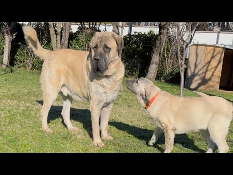 DEV AKSARAY MALAKLISI HERKUL VE PARİS  #kangal #köpek #malaklı #pitbull #animals #puppy 