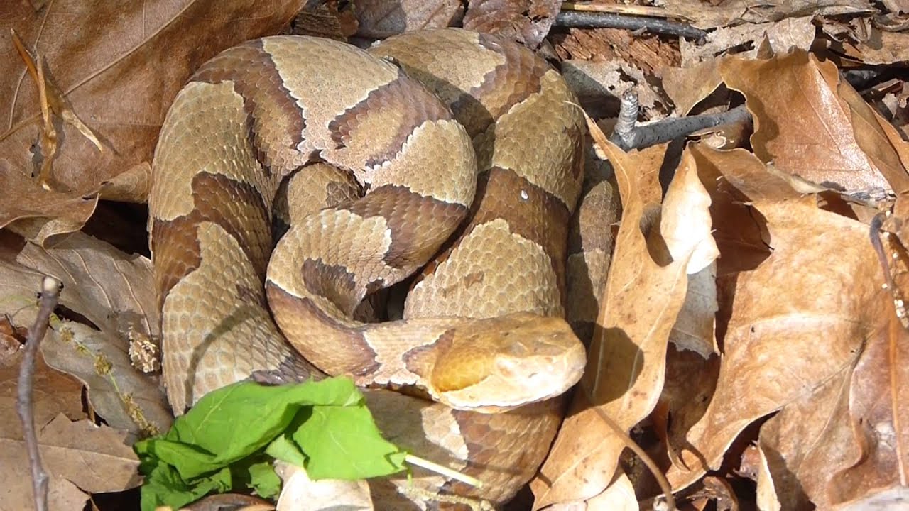 Searching for a Northern Copperhead Snake - YouTube
