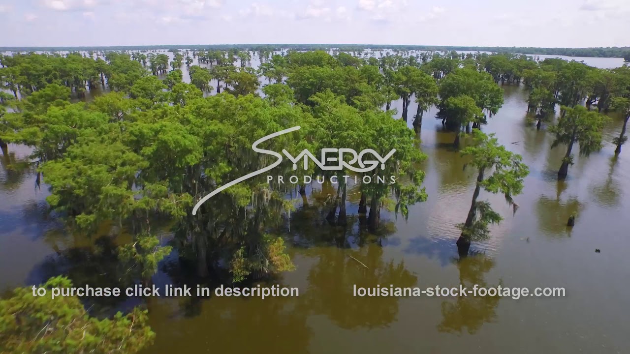 139 Epic awesome aerial view classic Louisiana swamp tour travel ...