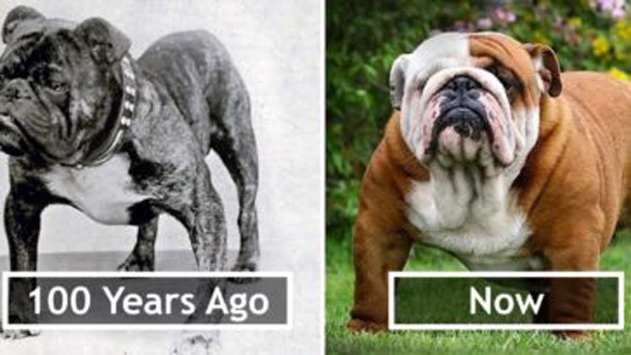 How Dog Breeds Have Changed Over the Last 100 Years - YouTube