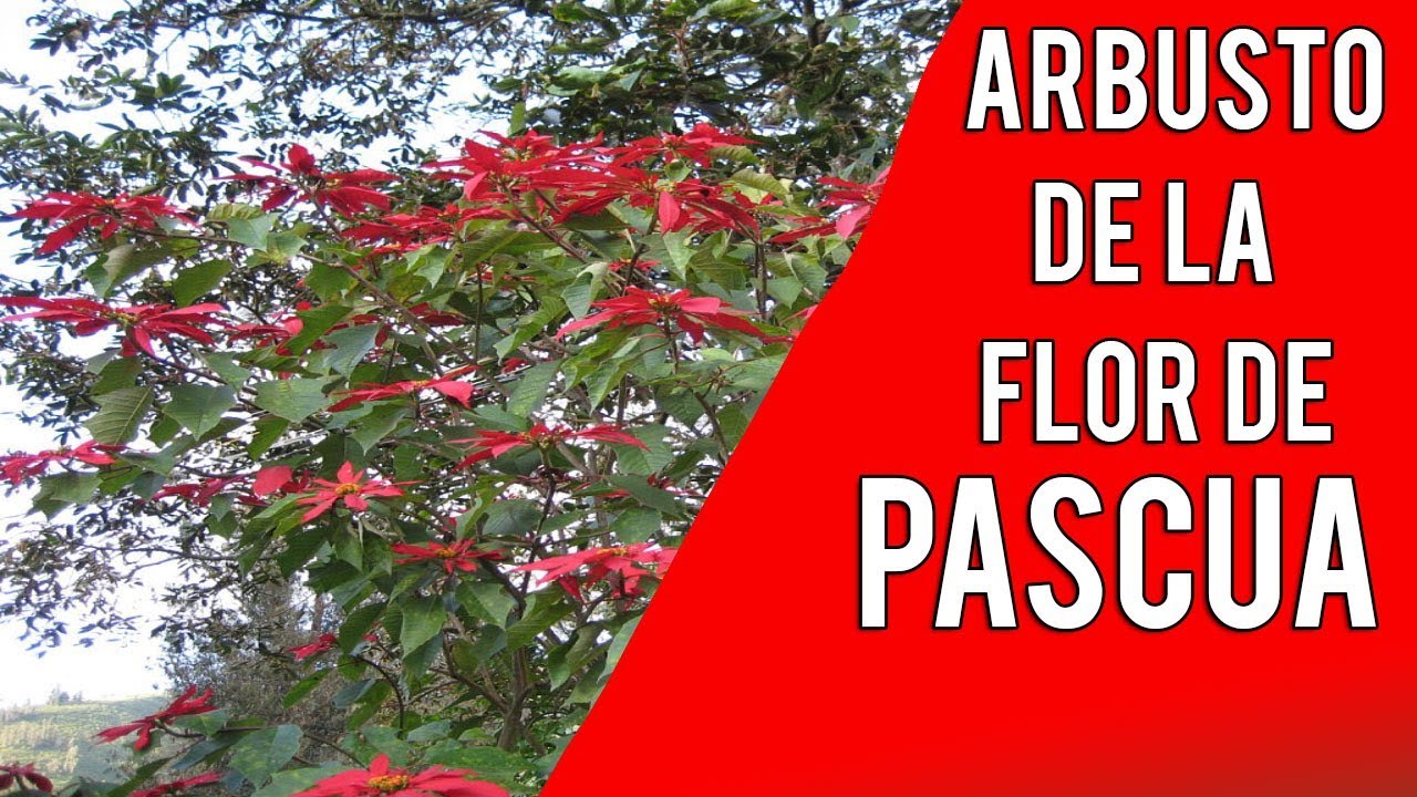 Flor de pascua - Noche Buena (Euphorbia pulcherrima ) - YouTube