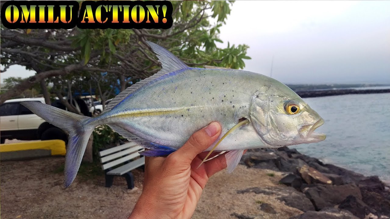 Solomon Slays Another Omilu! - Hawaii Reef Fishing - YouTube