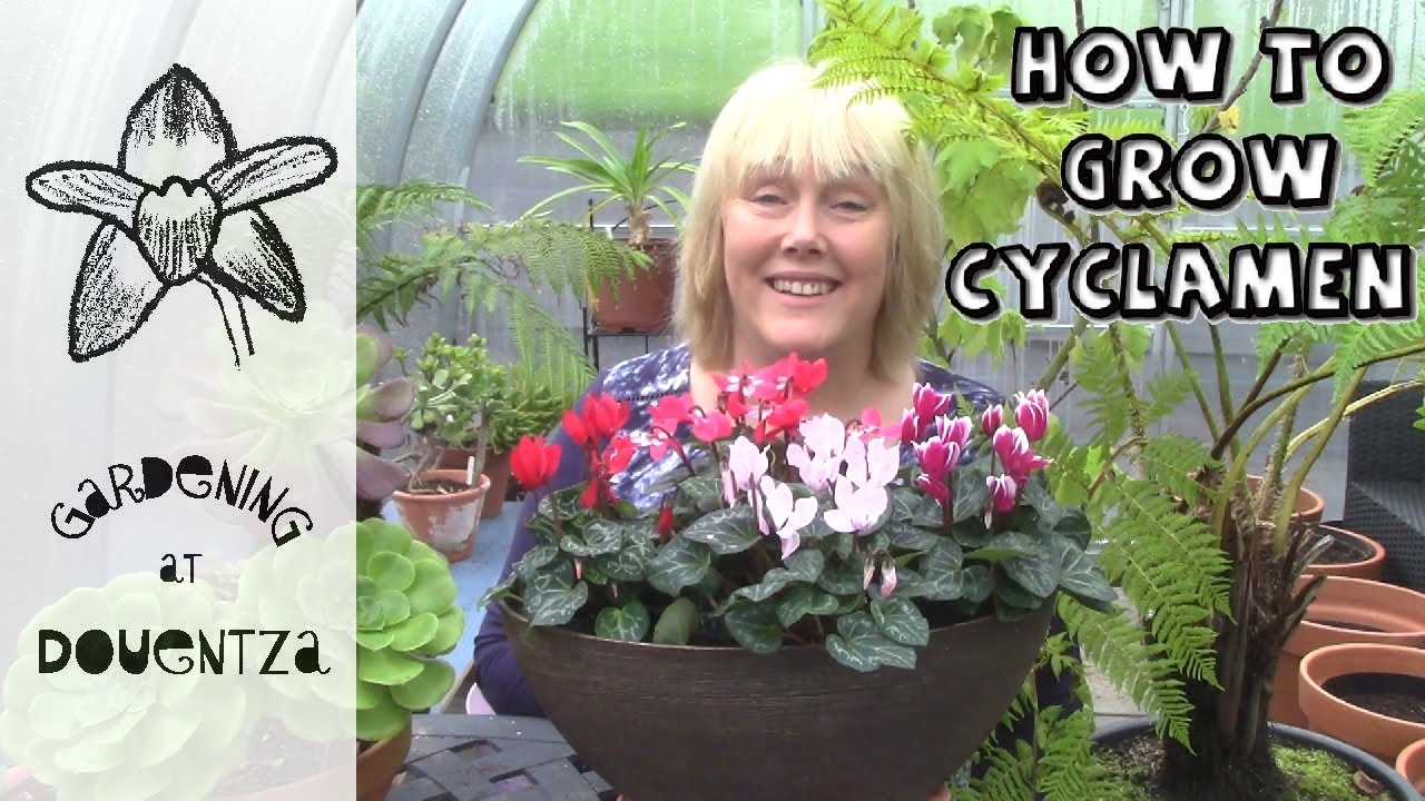 Growing Cyclamen Indoors & Common Mistakes || Quick & Easy Guide - YouTube