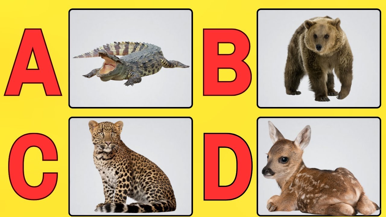 ABC Wild Animals | Fun and Educational Wildlife Video for Kids | A ...