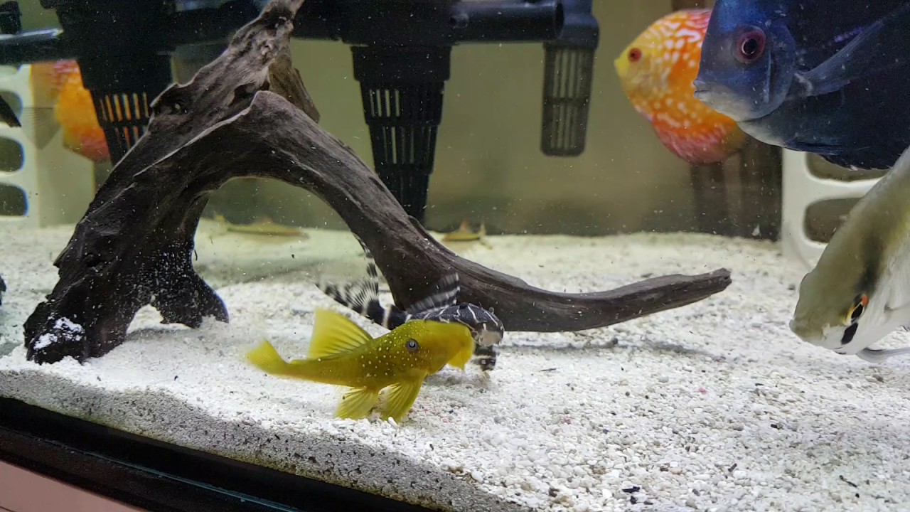 Pleco L200 vs L204... - YouTube