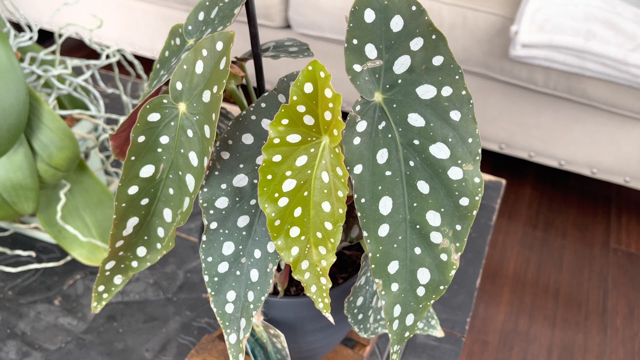 Plant Tour Part 1 - YouTube