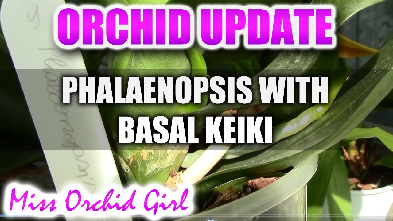 Phalaenopsis Orchid with basal keiki - YouTube
