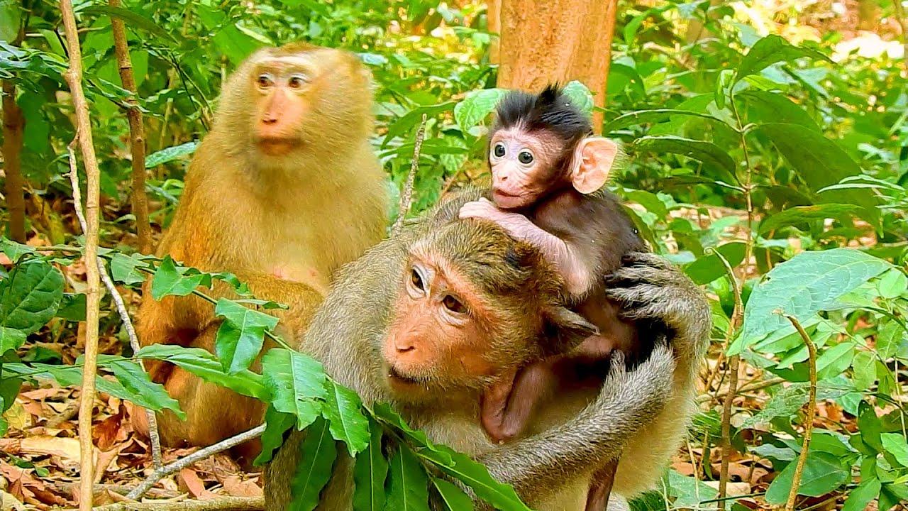 This Little Girl Monkey Is Beauty and Intelligence, Cutie During She ...