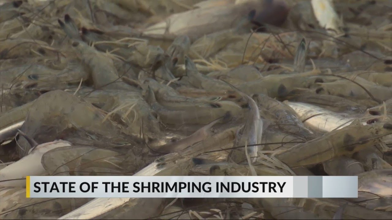 State of the shrimping industry - YouTube