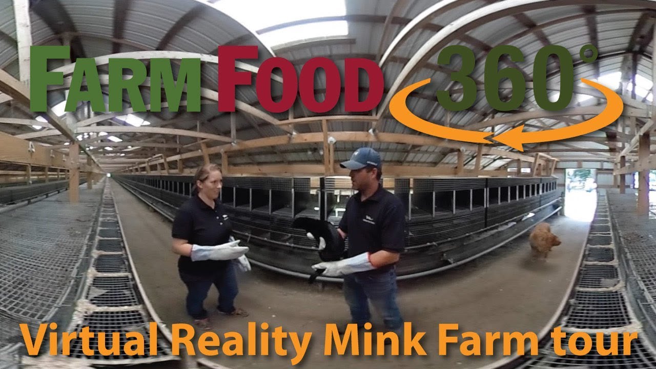 360 Mink farm tour - YouTube