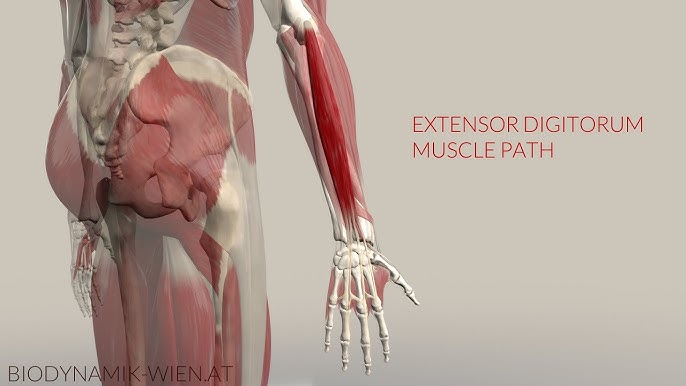 75 Extensor Digitorum Longus Muscle Origin And Insertion
