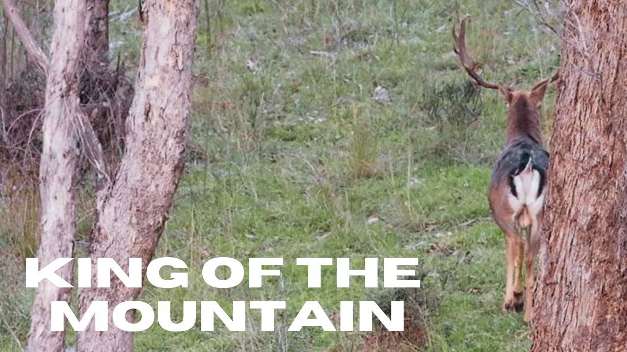 King of the Mountain: Giant Australian Fallow Buck - YouTube