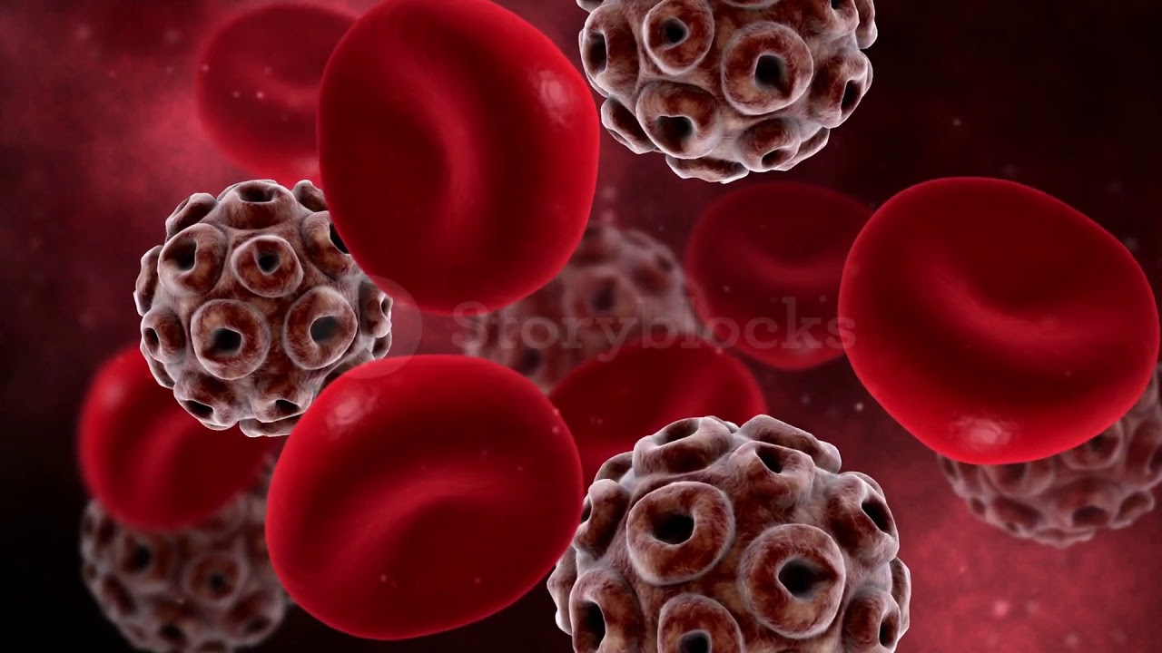 Blood flow in capillary such as RBC,WBC,etc/some blood organelles flow ...