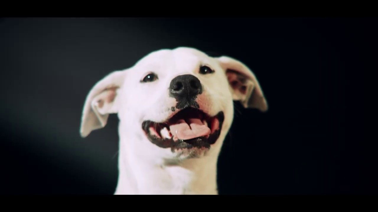 Dawes - I Will Run (Official Video) - YouTube
