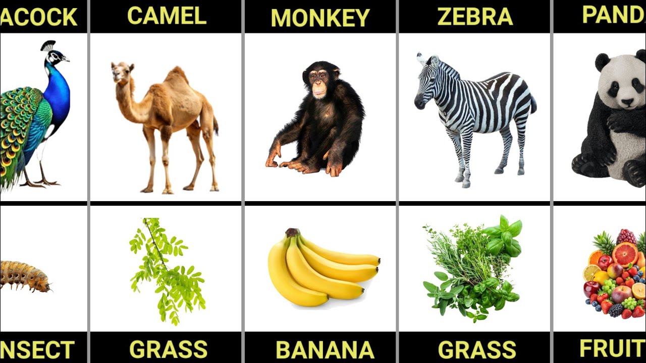 ANIMALS AND THEIR FAVORITE FOODS - YouTube