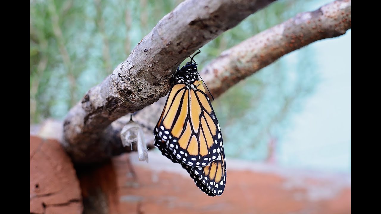 Birth of a Monarch Butterfly - YouTube