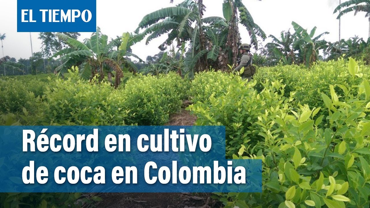 Colombia: récord de cultivo de coca | El Tiempo - YouTube