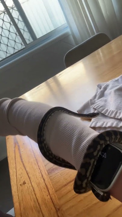 Baby Coastal Python - YouTube