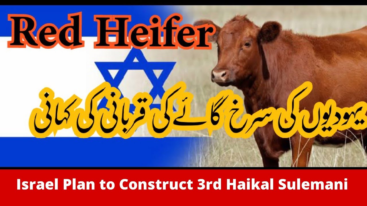 Red Heifer, Israel Sacrifice of Red cow 2024 || Israel plan to ...