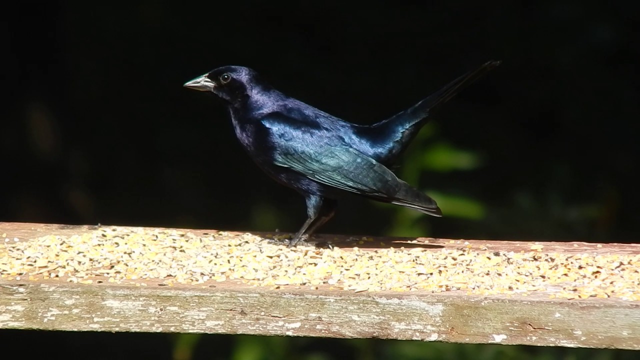 Chupim Macho (Molothrus bonariensis) se alimentando. Shiny cowbird ...