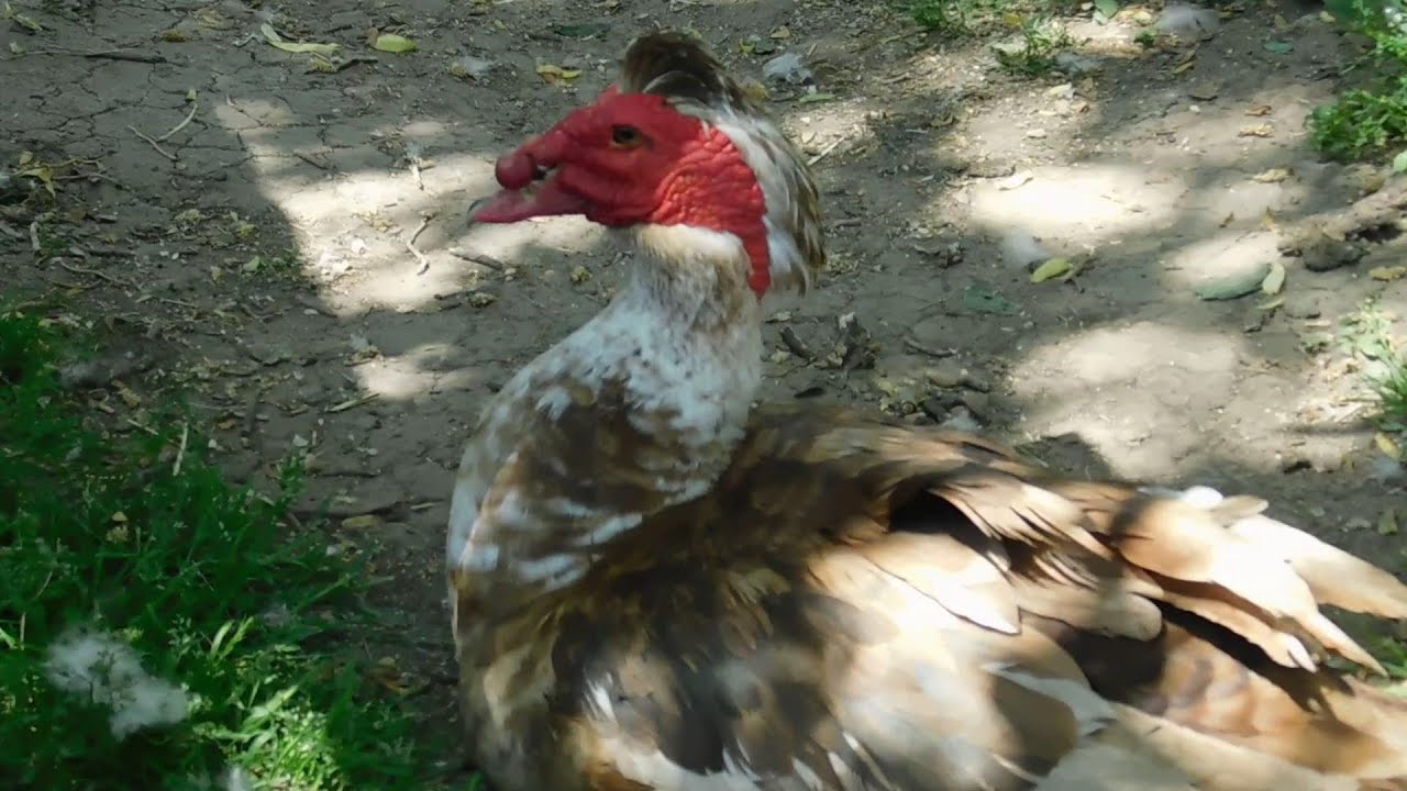 #193 RATOI LESESC CIOCOLATIU LA MICROREZERVATIA DELFINARIU DIN ...
