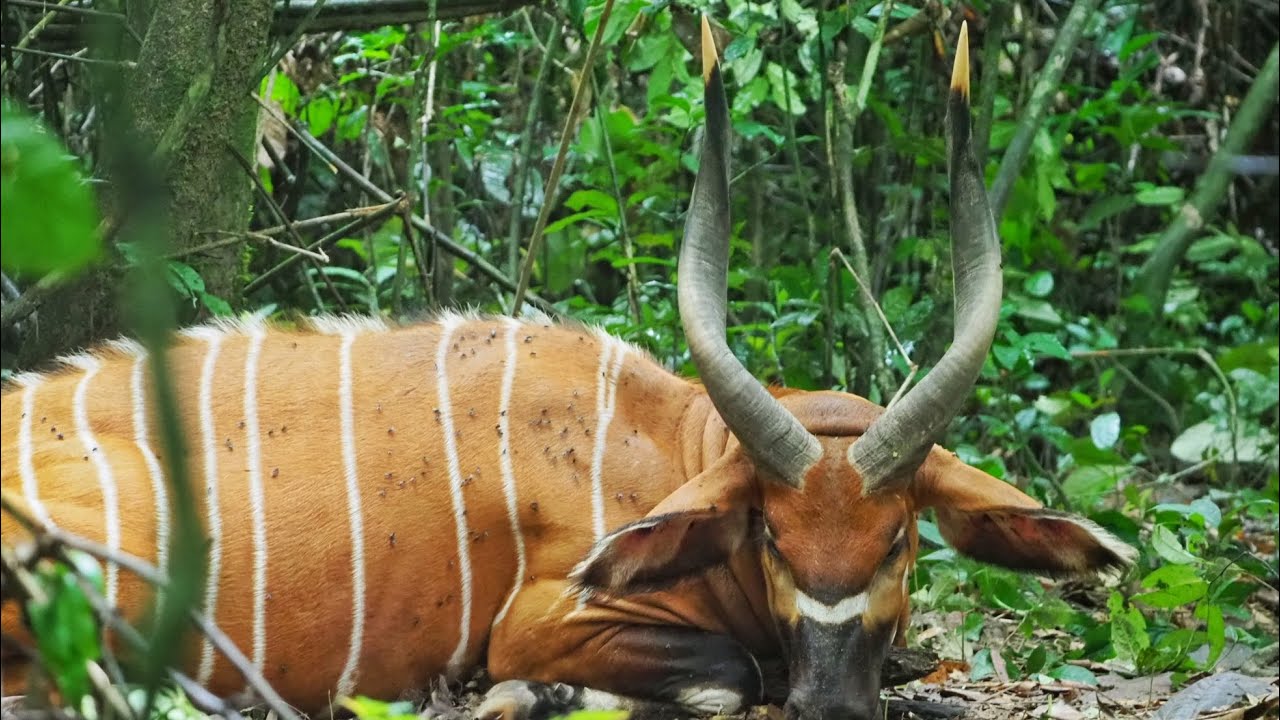 Bongo hunt in Cameroon - YouTube