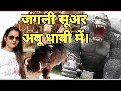 Jangli Suwar yaha bi . AbuDhabi Zoo Tour April 20, 2022 - YouTube