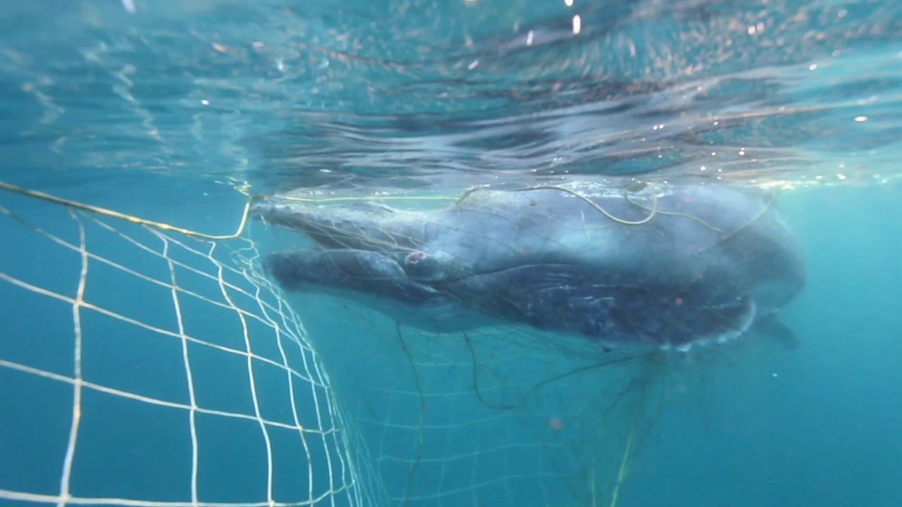 Baby humpback whale caught in shark net in Queensland - YouTube