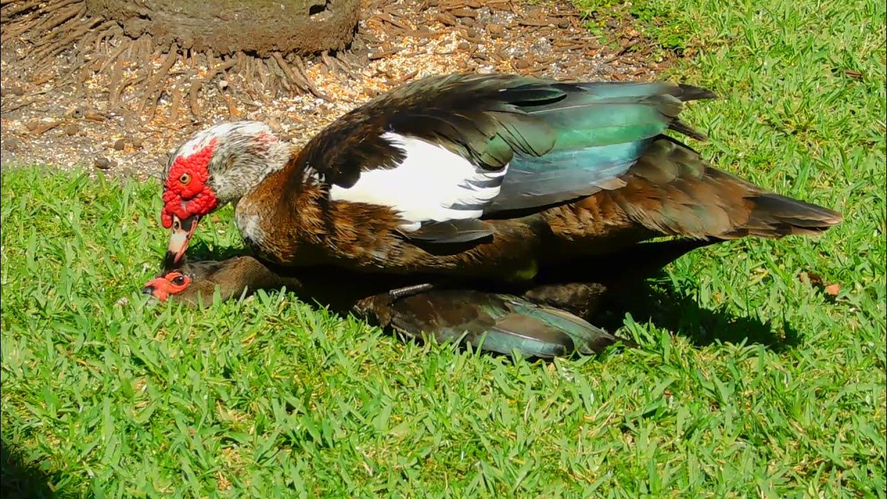 Educational: Muscovy Ducks mating // Educativo: Como Patos Criollos aparean - YouTube