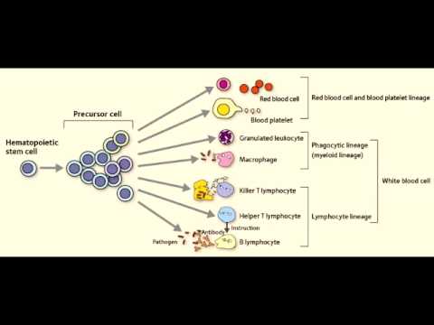 Blood Cell Differentiation - YouTube