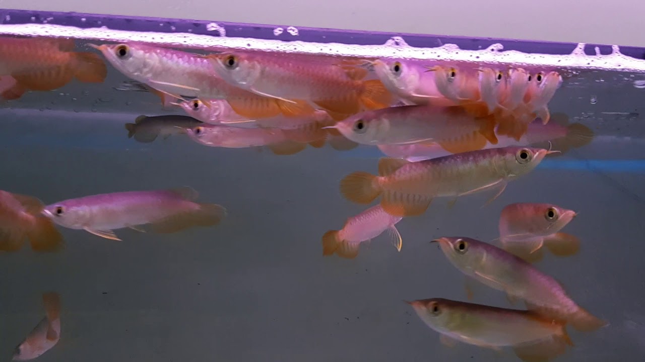 Anakan super red - YouTube