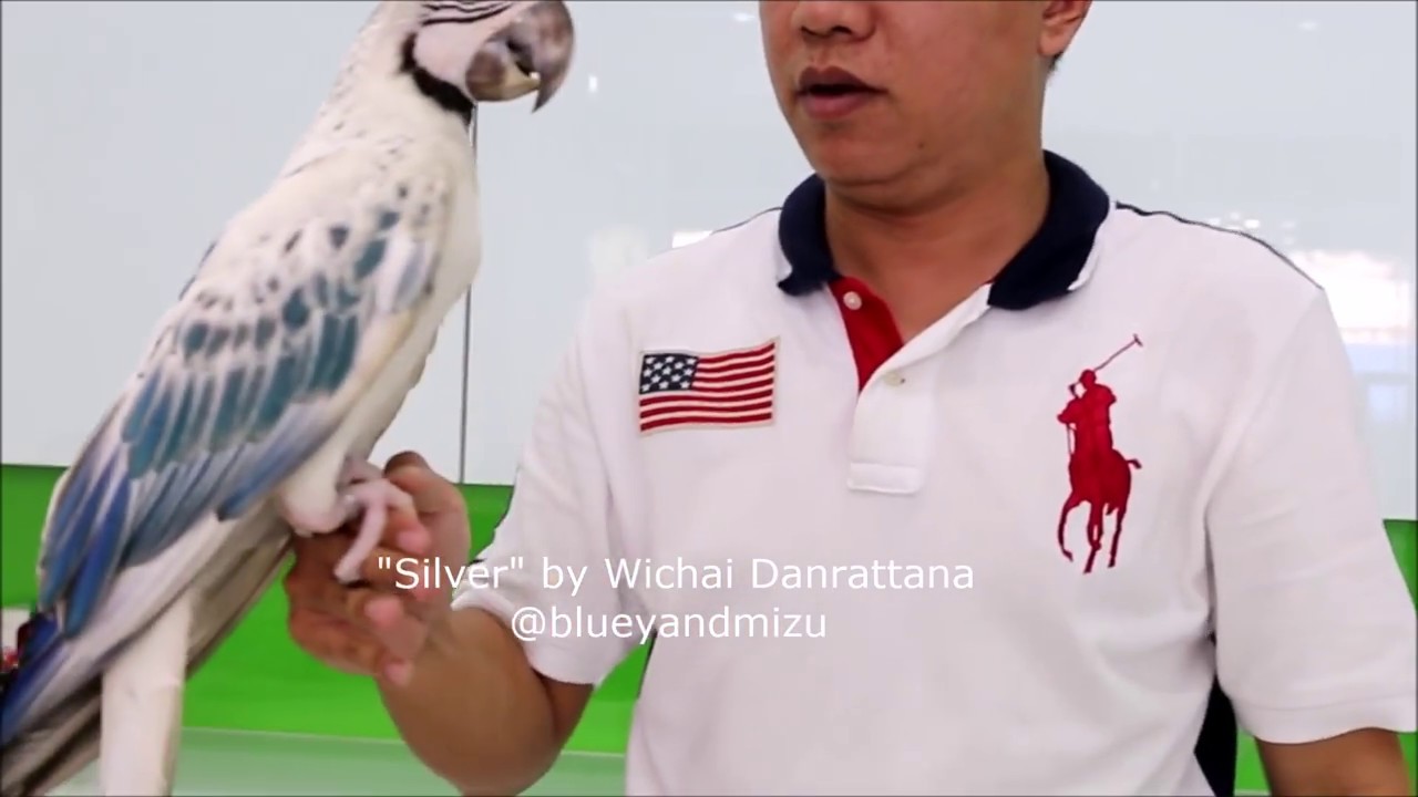 "Silver" is one of the rarest parrots (macaws) in the world! - YouTube