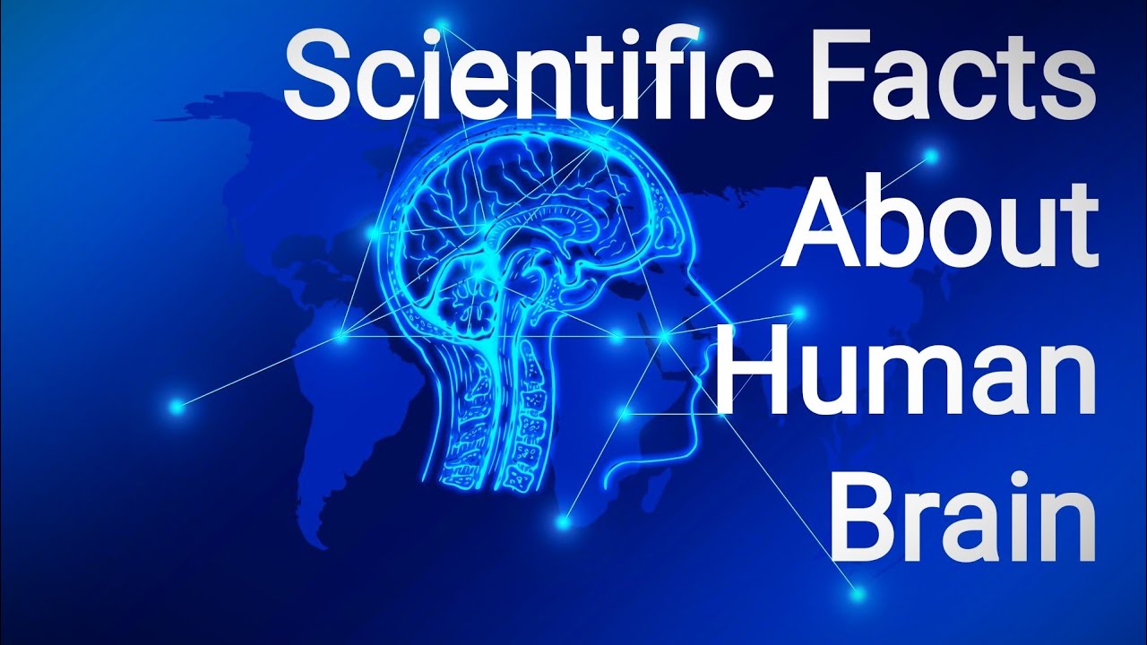 Facts | Scientific Facts about Human Brain | Amazing Facts about Brain ...