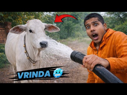 The Ultimate Bath Challenge 😍 | EP- 10 Talking Cow Vrinda