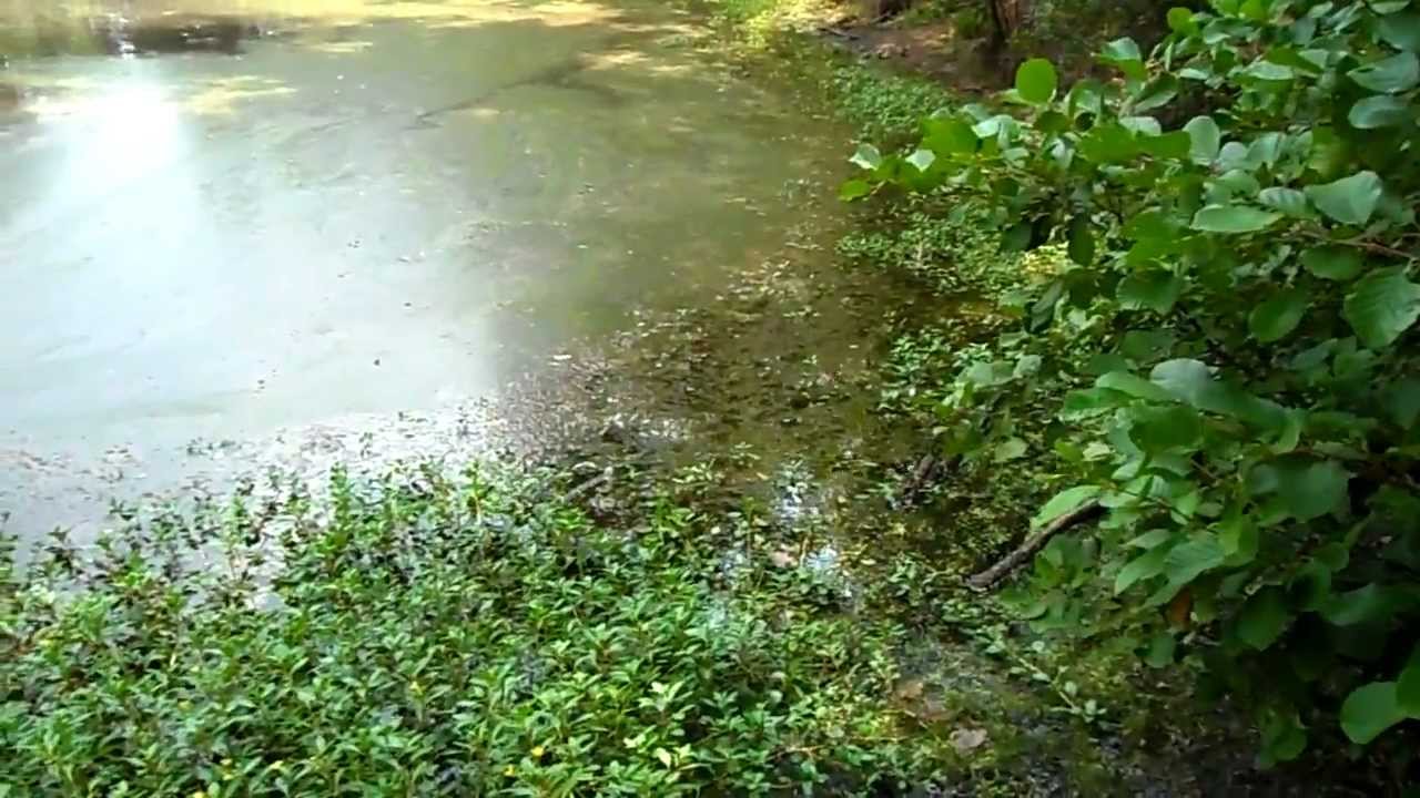Bass attacks top water crawfish - YouTube